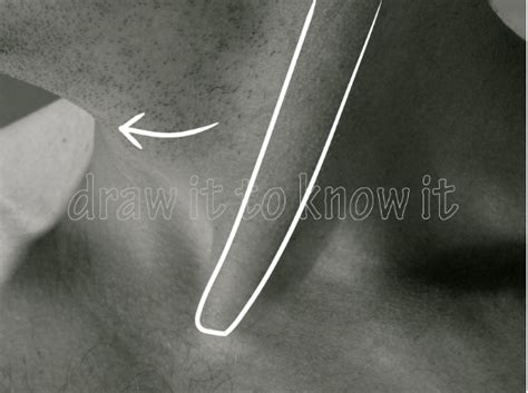 Neuroanatomy Glossary Spinal Accessory Nerve Cn 11 Ditki Medical And Biological Sciences