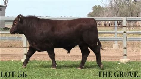 Lot 056 Youtube