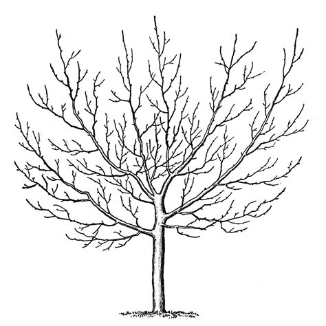 Printable Tree Without Leaves Sketch Templates