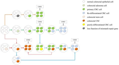 The Evolution Of Crc According To Our Conversion‐deterioration‐double Download Scientific