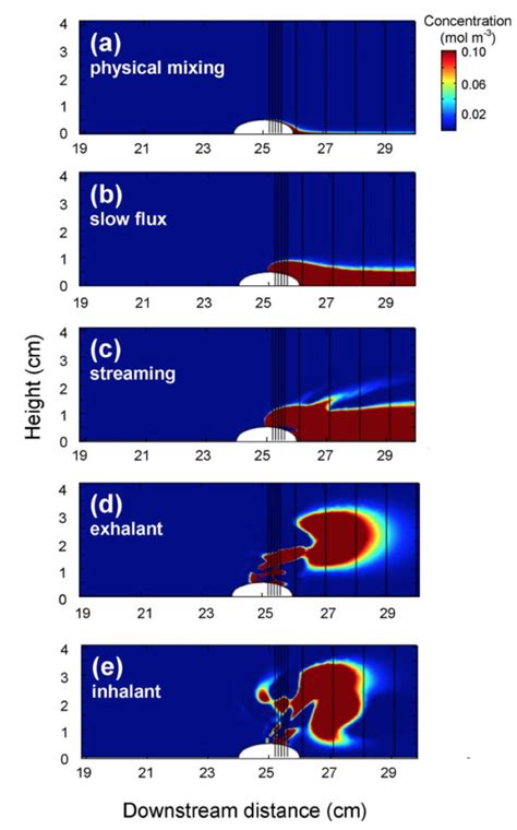 Mussel And Flow Oceanbites