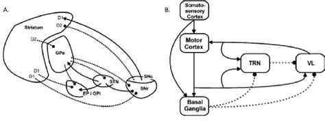 Figure 1 From Simulated Dopamine Modulation Of A Neurorobotic Model Of The Basal Ganglia