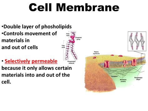 Cell Boundaries Lecture Notes Cell Biology Docsity