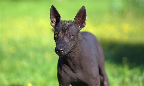 Xoloitzcuintli Dog Breed Information Hairless Dog Dog Breeds