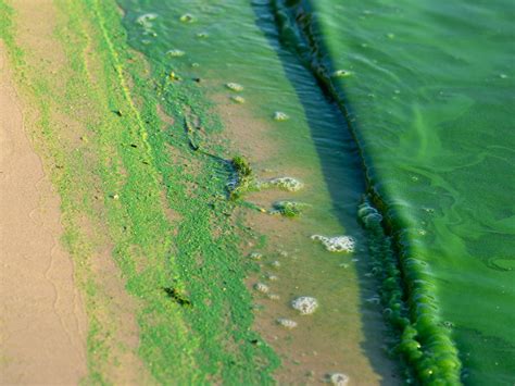 Disturbed Sleep Cycle Propels Cyanobacteria Into Surprising Burst Of