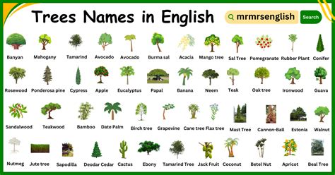 Types Of Trees Names In English With Their Pictures MR MRS ENGLISH