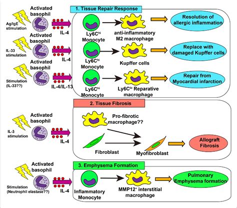 Figure 2 From Role Of Basophils In A Broad Spectrum Of Disorders Semantic Scholar