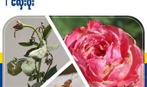 နှင်းဆီပန်းခင်းကို ဖျက်ဆီးနိုင်တဲ့ လှေးပိုး Myanma Awba