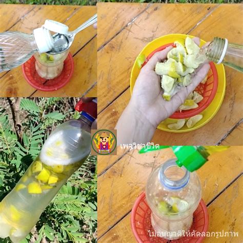 วิชาชีวิต เปลือกมะนาวอย่าทิ้ง นำมาไล่หนอนกินใบได้