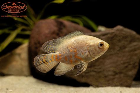 Assorted Oscar Imperial Tropicals