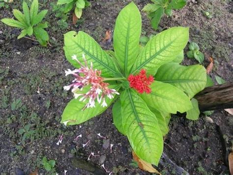Sarpagandha Medicinal Plant at best price in Nagpur by Shobhasavi ...