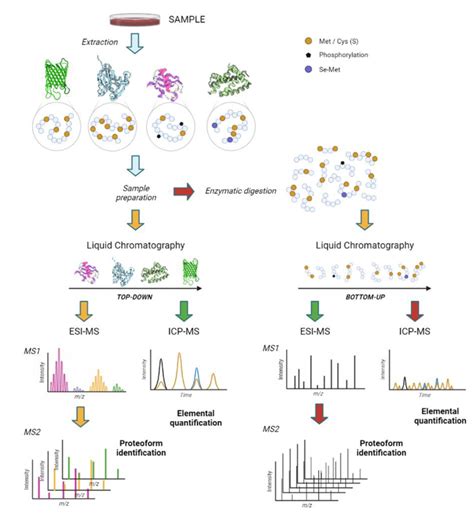 Protein Quantification Service Mtoz Biolabs