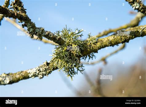 Lichen And Moss Attached To Tree Branch Closeup Stock Photo Alamy