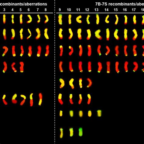 Ideogram Of Wheat Chromosome 7b Red Th Elongatum Chromosome 7e Download Scientific Diagram