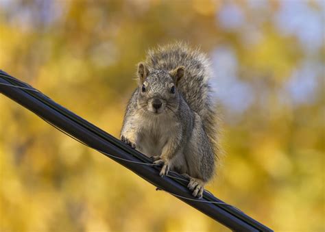 Pretty Squirrell Chris Wolfgram ️ Flickr