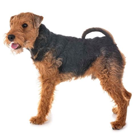 Black Welsh Terrier Tollgate Welsh Terriers Longmont Colorado