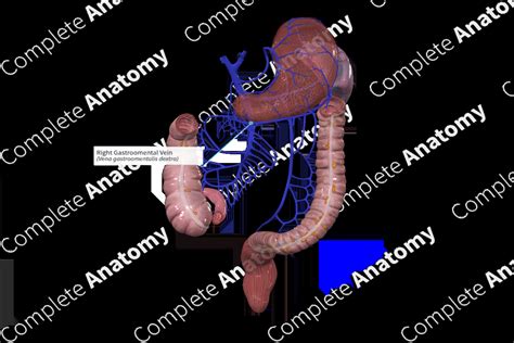 Right Gastroomental Vein Complete Anatomy