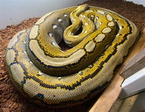 Proven ♀ Orange Ghost Stripe 14 15 Reticulated Python By Next Generation Morphs