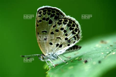 ゴイシツバメシジミ 写真素材ストックフォト NNP PHOTO LIBRARY