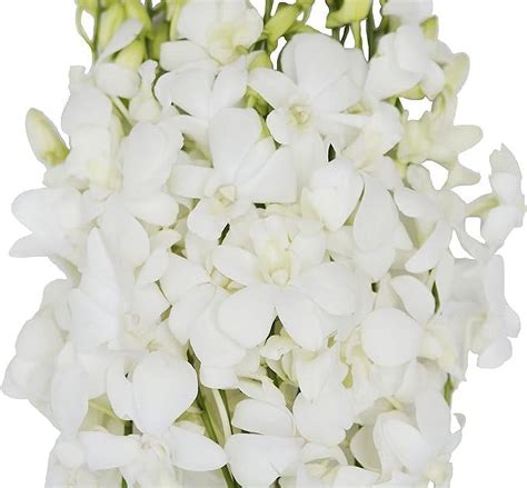 Kabloom Fall Collection Bulk 40 White Orchidsnext Day Delivery T