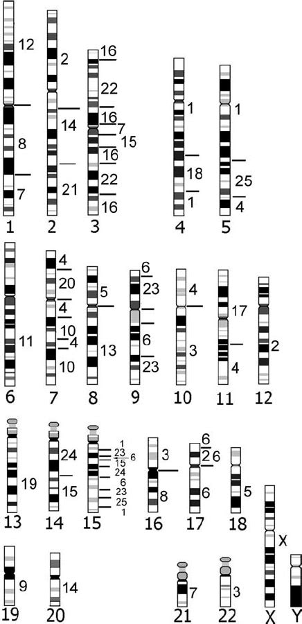 idiogram of the human chromosome complement showing hybridization