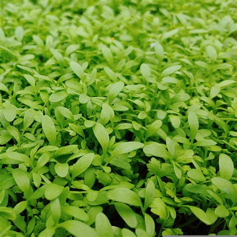Cress Curled Peppergrass Richies Garden Market
