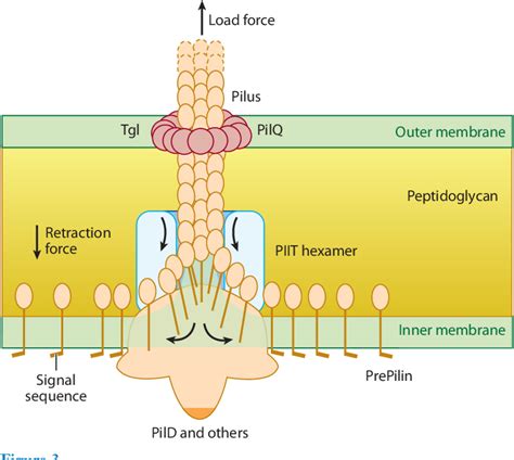 Figure 1 From Myxococcus From Single Cell Polarity To Complex Multicellular Patterns Semantic