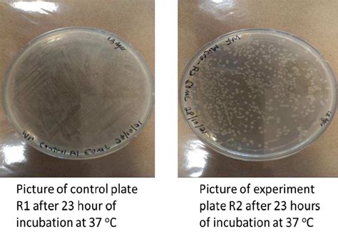 Pictures Of The Viable Cell Count Lb Agar Plate For Control And Download Scientific Diagram