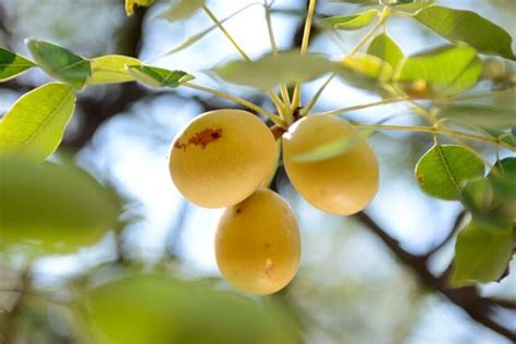 Marula Tree