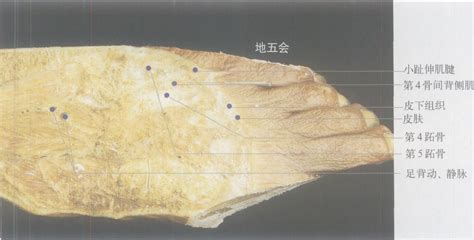 图12 40左地五会穴横切面 人体腧穴全真解剖 医学