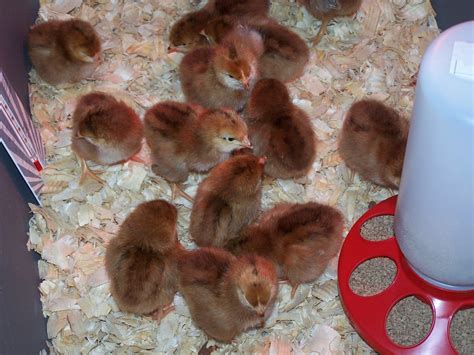 Rhode Island Red Chicks Backyard Chickens Learn How To Raise Chickens