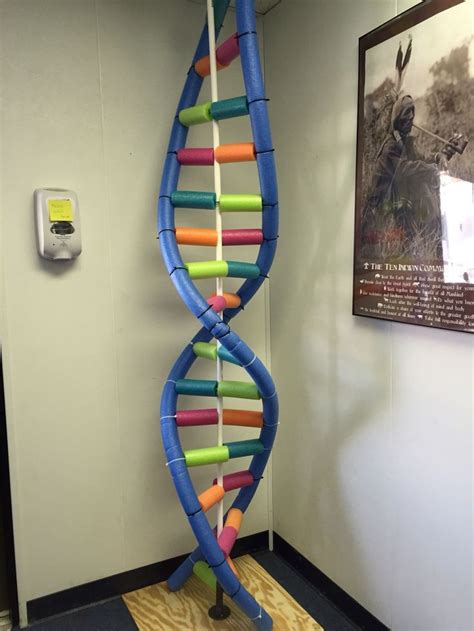 Men Evolving Faster Than Women Diy Science Decor For Classroom Diy