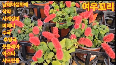 230회 남해야생화에 놀러오셔서 아름다운 작약과 꽃과 함께하세요 Youtube