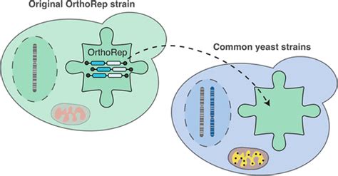 遗传相容性和正交复制的可扩展性。 Acs Synthetic Biology X Mol
