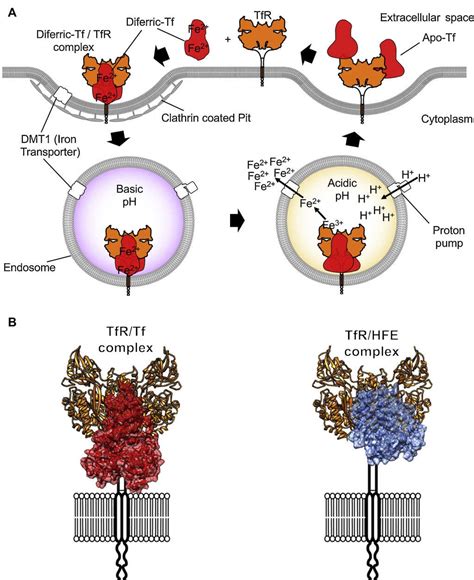 Antibody Mediated Targeting Of The Transferrin Receptor In Cancer Cells