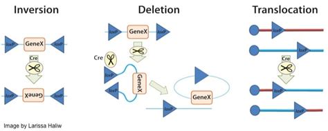 Plasmids 101 Cre Lox
