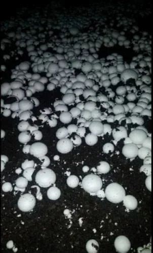 White Button Mushroom Compost At Rs 100kg Button Koons In Varanasi