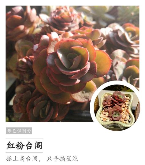 认植物的软件 辨认植物的软件 随意云