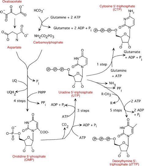 What Are Nucleoside Triphosphates