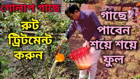 গোলাপ গাছে এভাবে রুট ট্রিটমেন্ট করুন আর গাছে পাবেন শয়ে শয়ে ফুল Rose Plant Secret Root