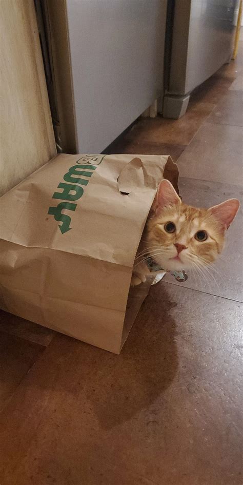 How Do You Like My Footlong R Cute