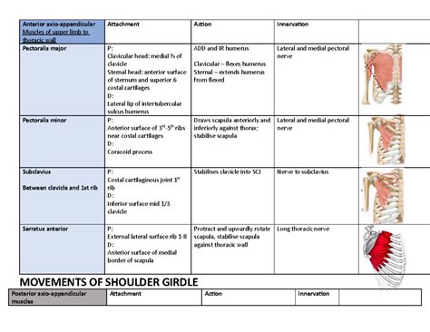 Muscles Table Muscle Attachments And Bony Landmarks Anterior Axio