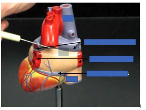Slide 18 Lab Practical 18 Diagram Quizlet
