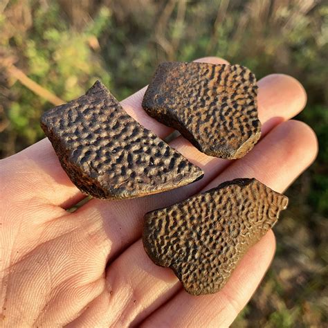 Softshell Fossil Turtle Shell Pieces Pleistocene Of Florida Paleocris
