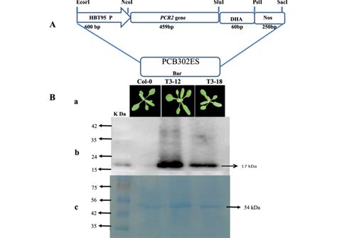 A Plant Transformation Vector Construction With Restriction Sites B A Download Scientific