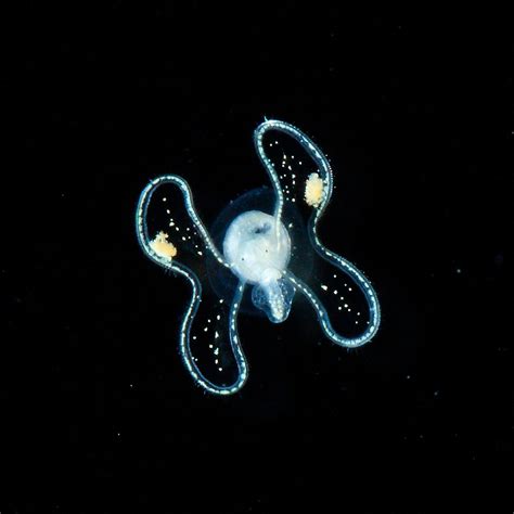 In The Darkness Thousands Of Tiny Creatures Thrive