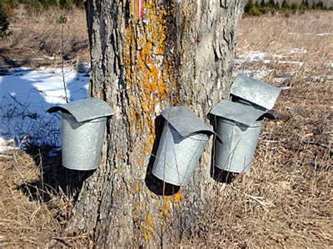 Maple Tree Syrup Extraction