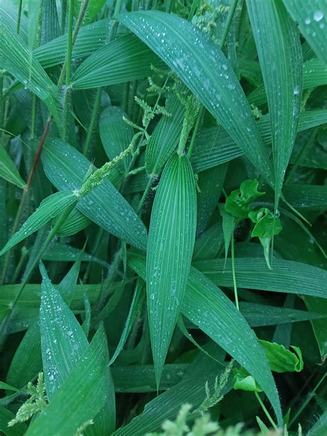 Setaria Barbata Poaceae