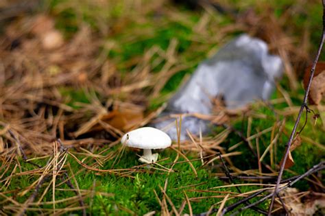 작은 버섯은 플라스틱 병 옆 숲의 이끼에서 자랍니다 쓰레기로 인한 숲의 오염 쓰레기 생태학 쓰레기 문제로 인한 자연의 죽음 0명에 대한 스톡 사진 및 기타 이미지 Istock