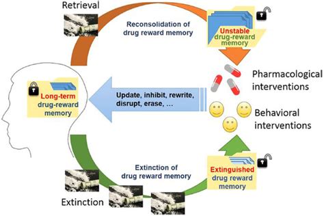 Modulating Reconsolidation And Extinction To Regulate Drug Reward Memory Pmc